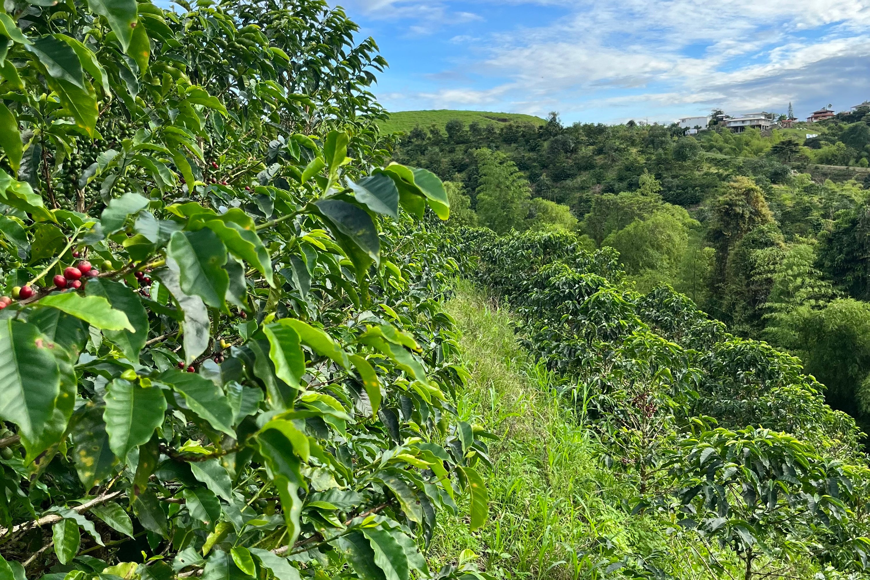 Fresh-Roasted Coffee, Crafted With Purpose